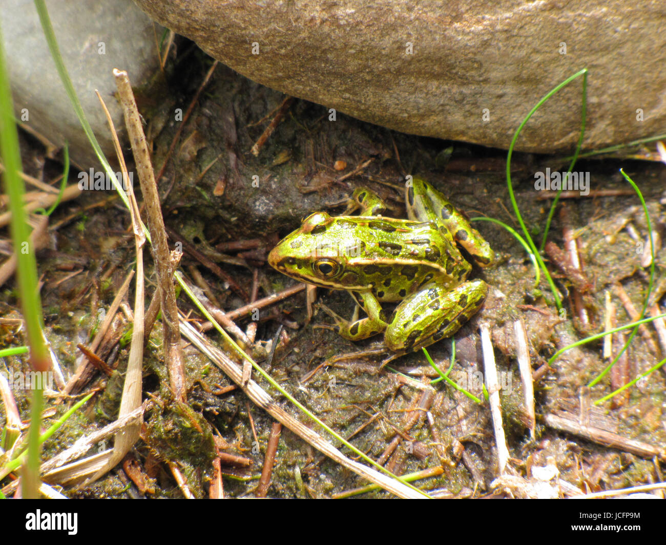 Leopard Frog at Kejimkujik National Park, Nova Scotia, Canada Stock ...