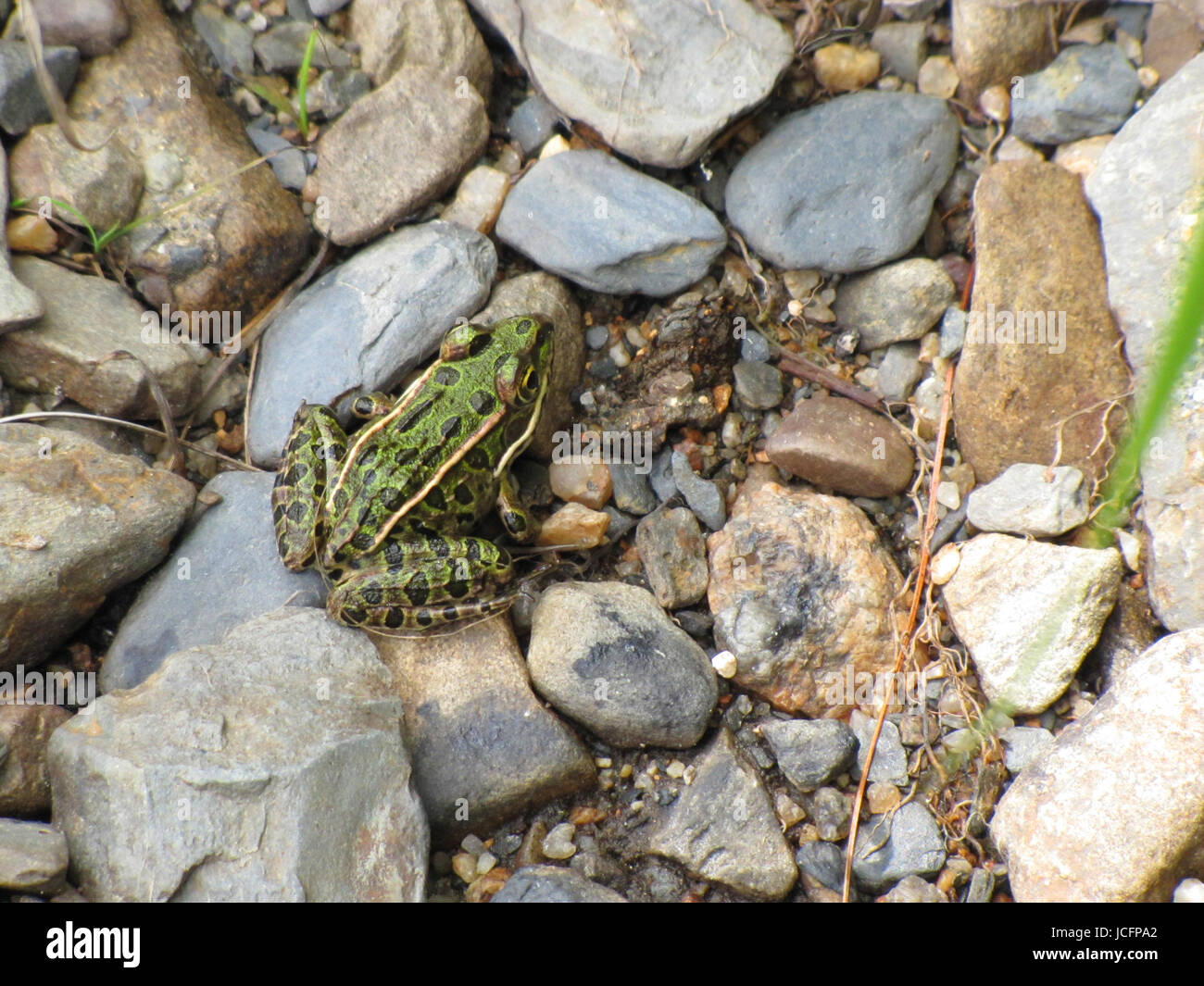 Aquatic leopard frog hi-res stock photography and images - Alamy