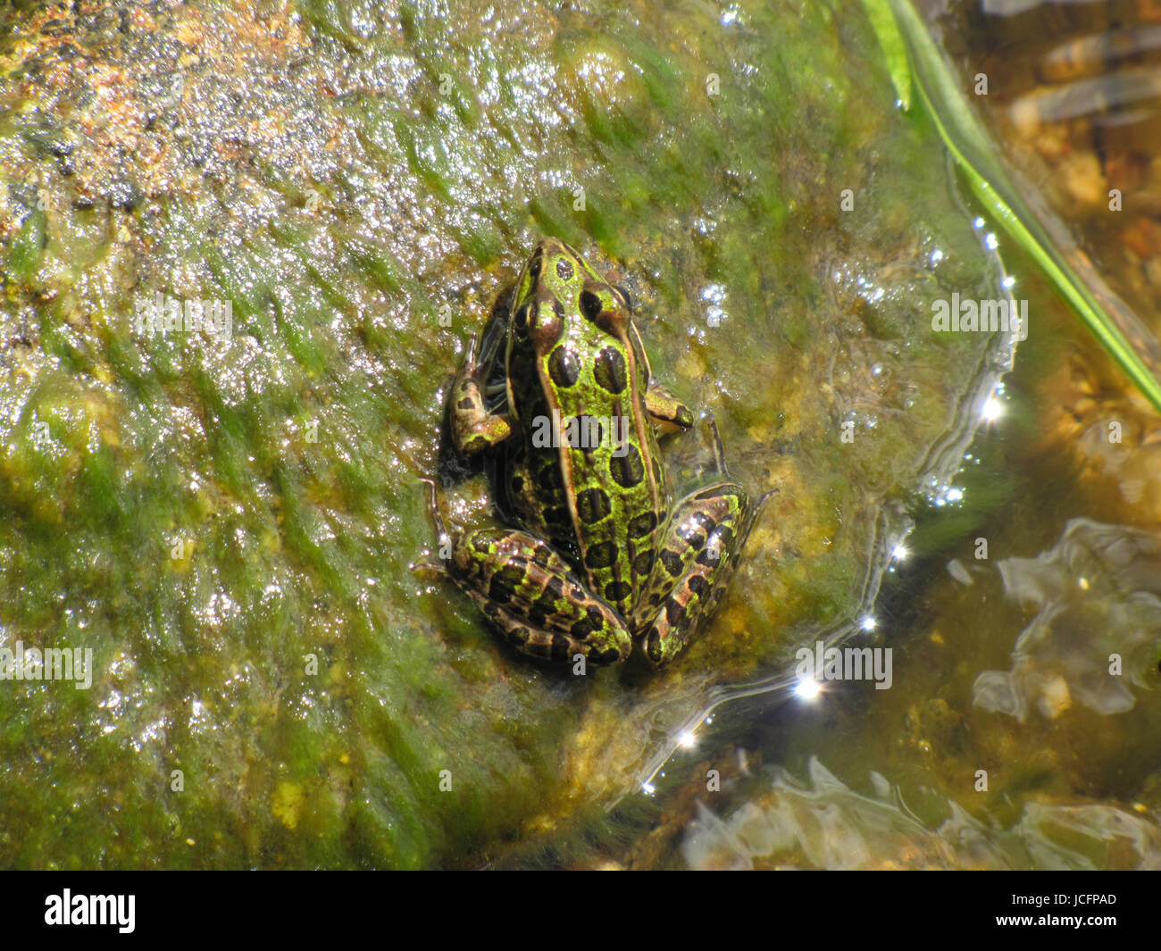 Leopard Frog at Kejimkujik National Park, Nova Scotia, Canada Stock ...