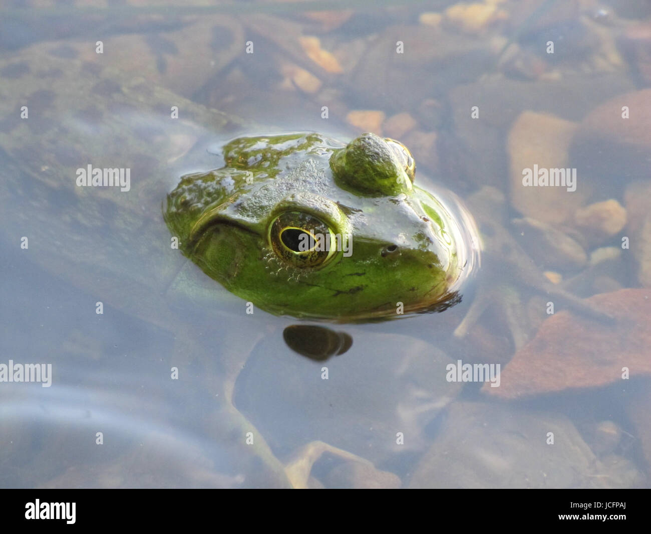 Bullfrog canada hi-res stock photography and images - Alamy