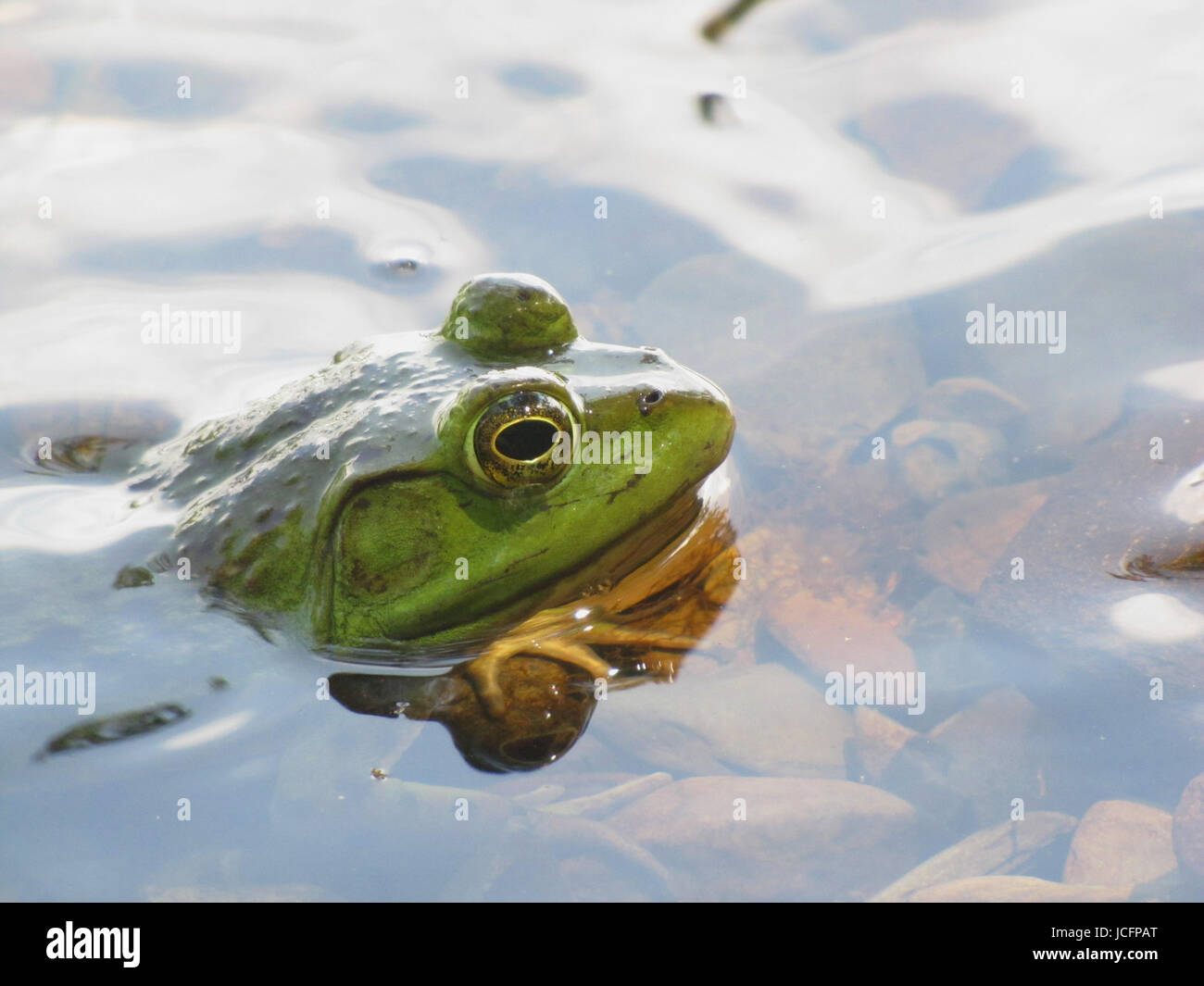 Bullfrog at Kejimkujik National Park, Nova Scotia, Canada Stock Photo ...