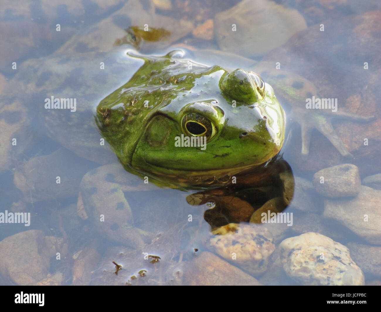 Bullfrog at Kejimkujik National Park, Nova Scotia, Canada Stock Photo ...