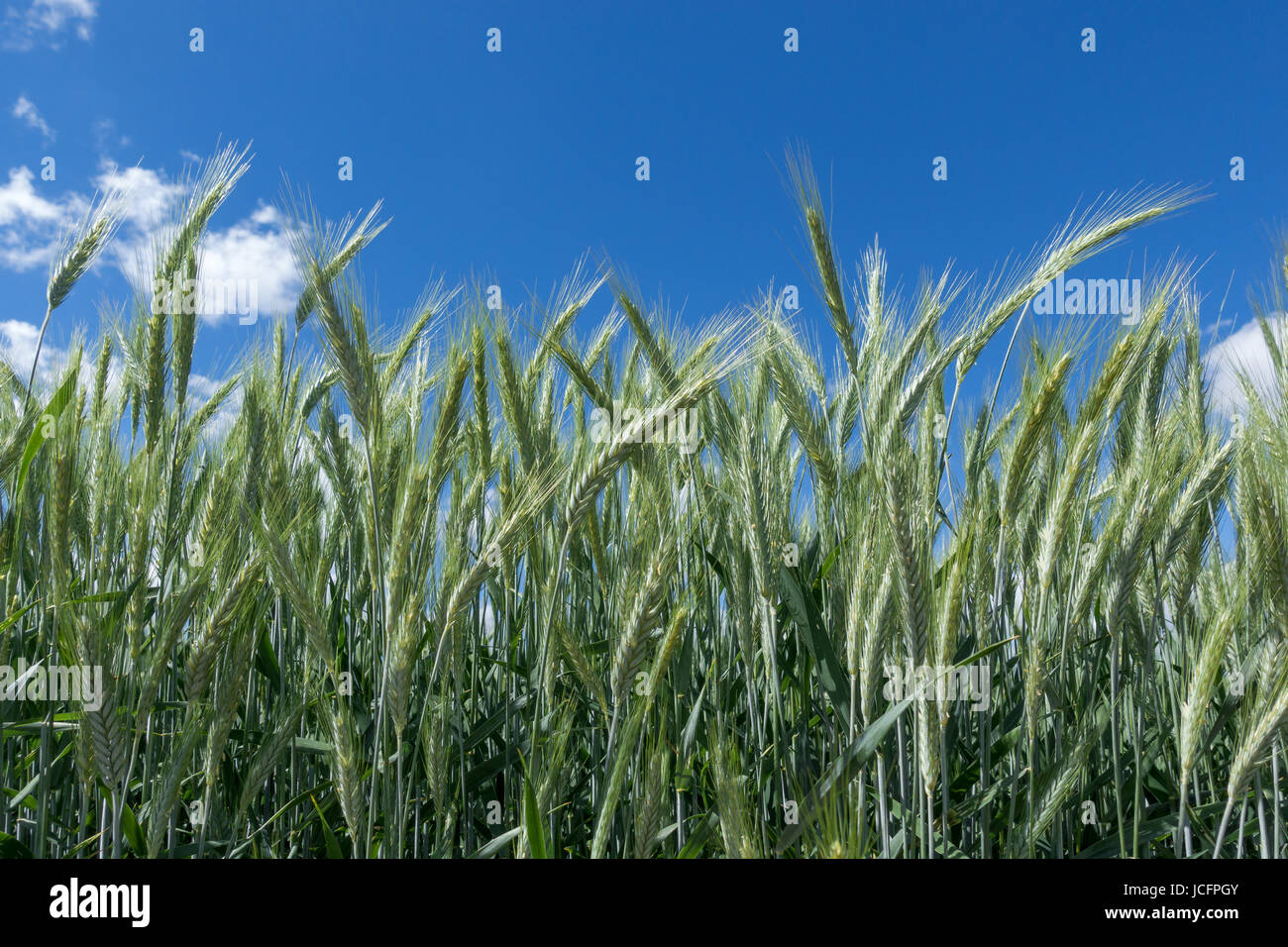 Rye Stalk High Resolution Stock Photography and Images - Alamy