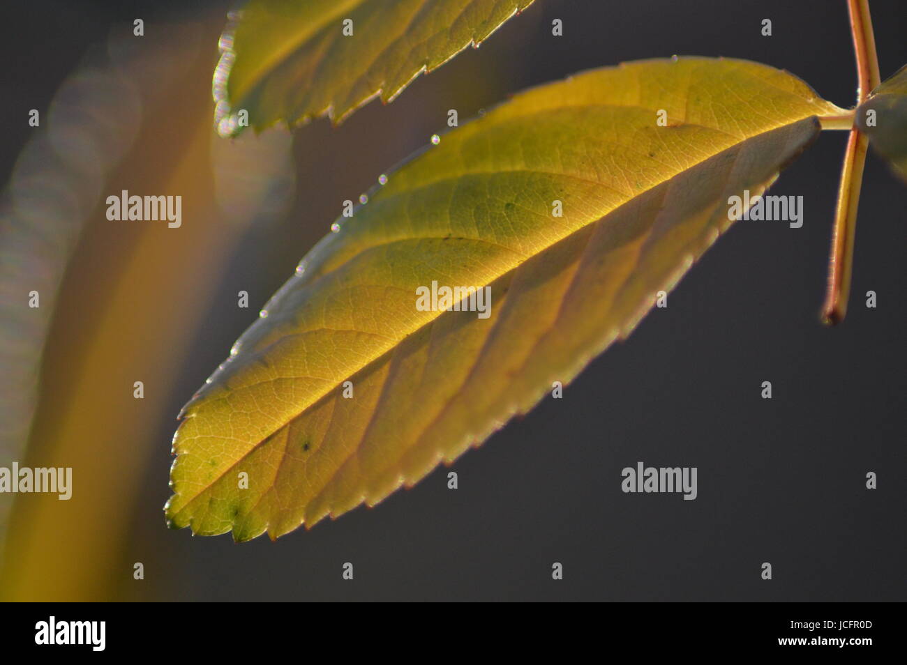 Zoom light hi-res stock photography and images - Alamy