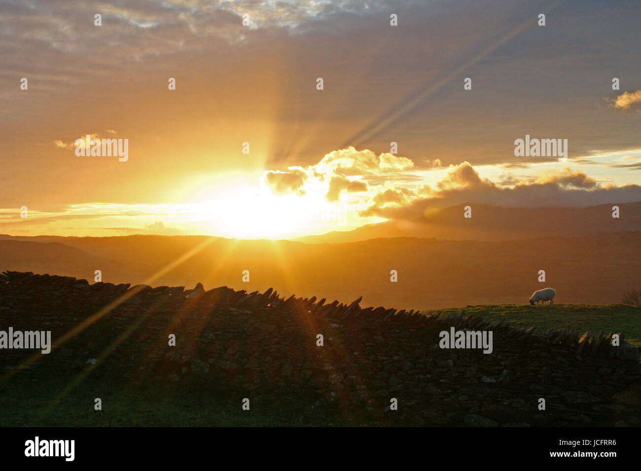 sheep at sunset Stock Photo - Alamy