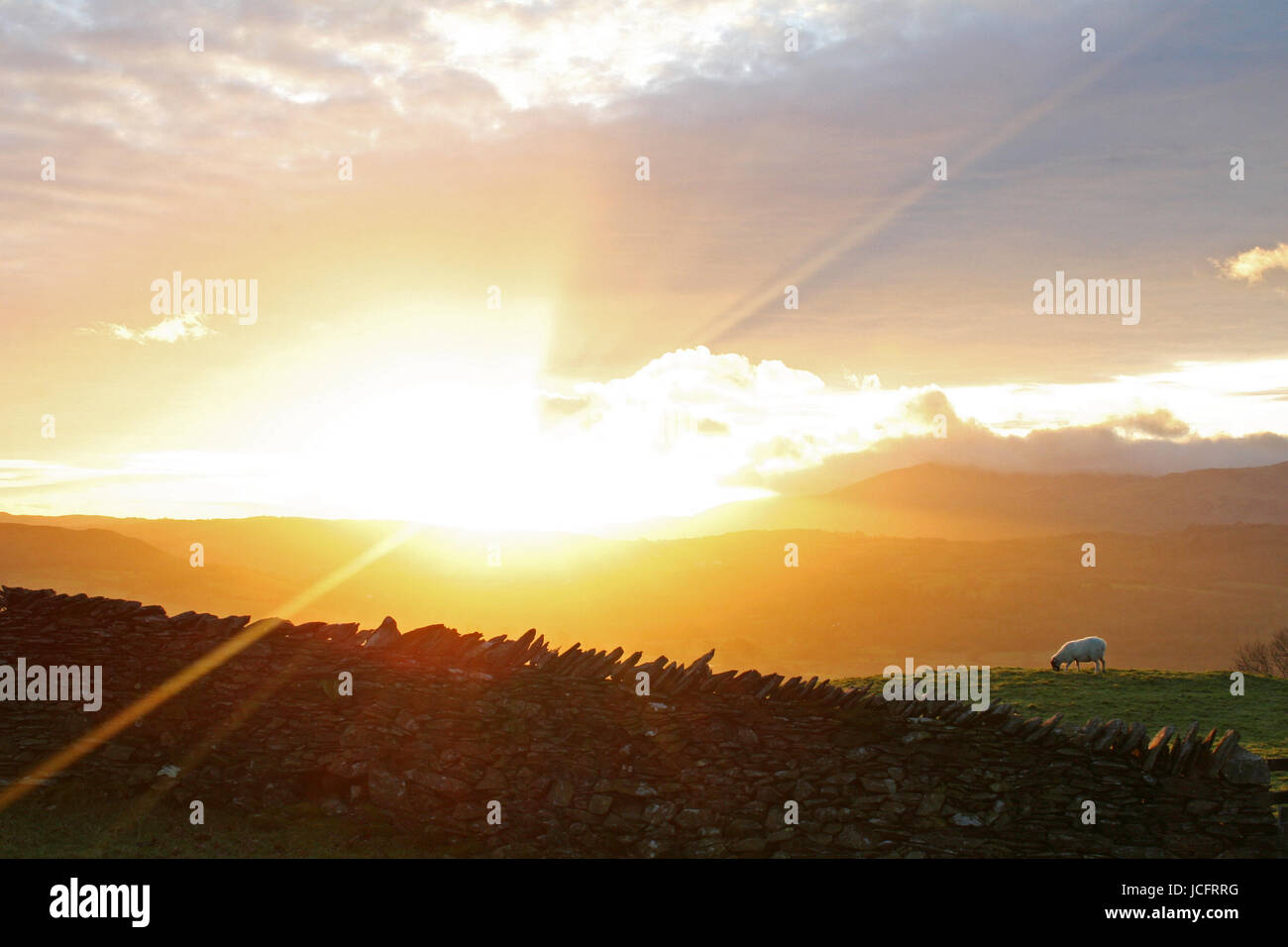 Sheep in sunset over lake district Stock Photo - Alamy