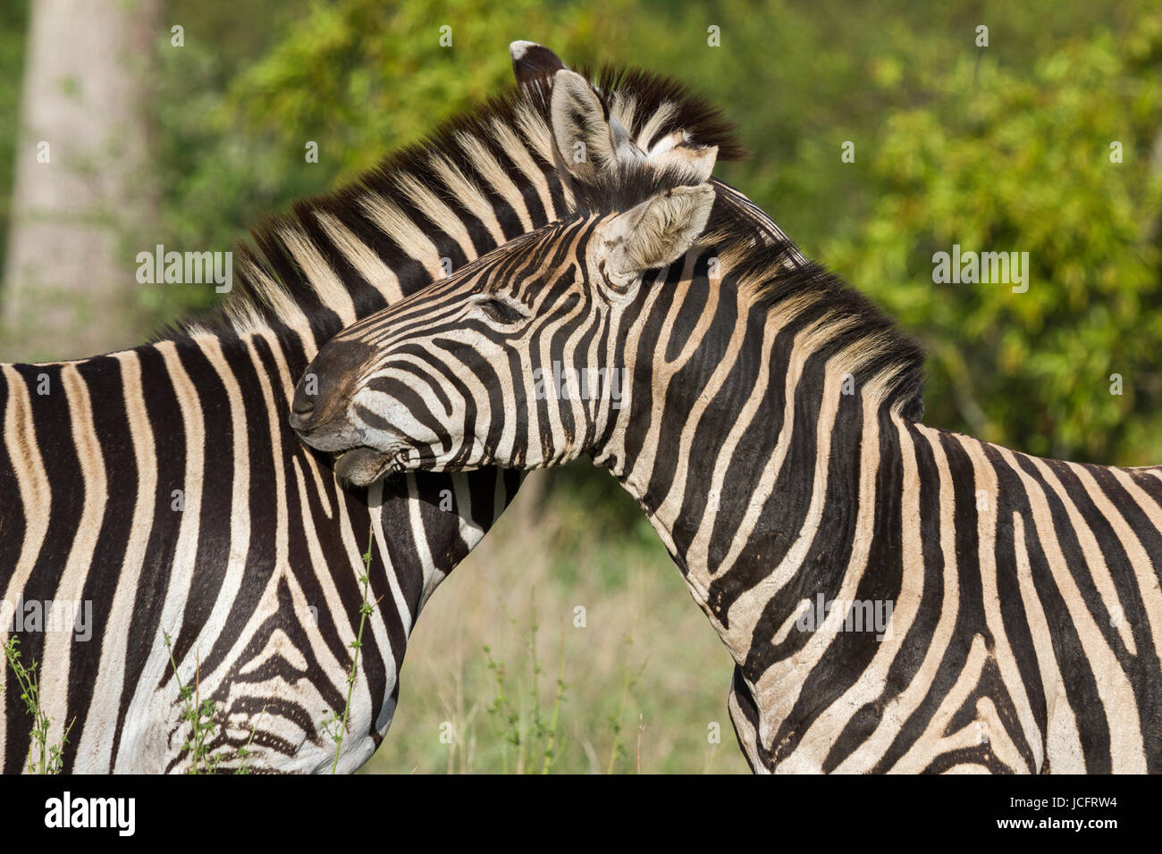 Equus zebra back hi-res stock photography and images - Alamy