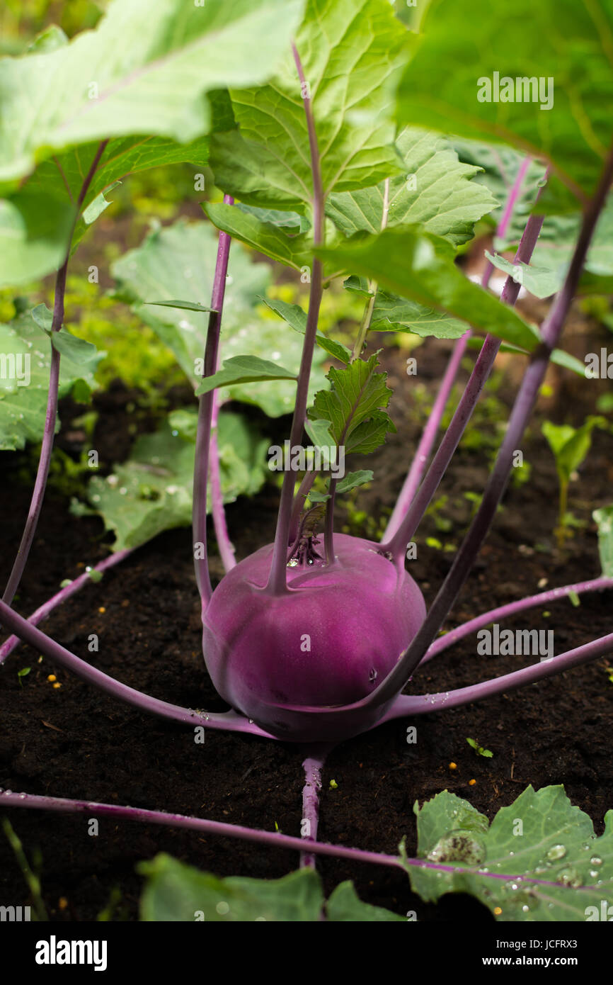 Closeup of a purple Kohlrabi or turnip plant growing in in the garden ...