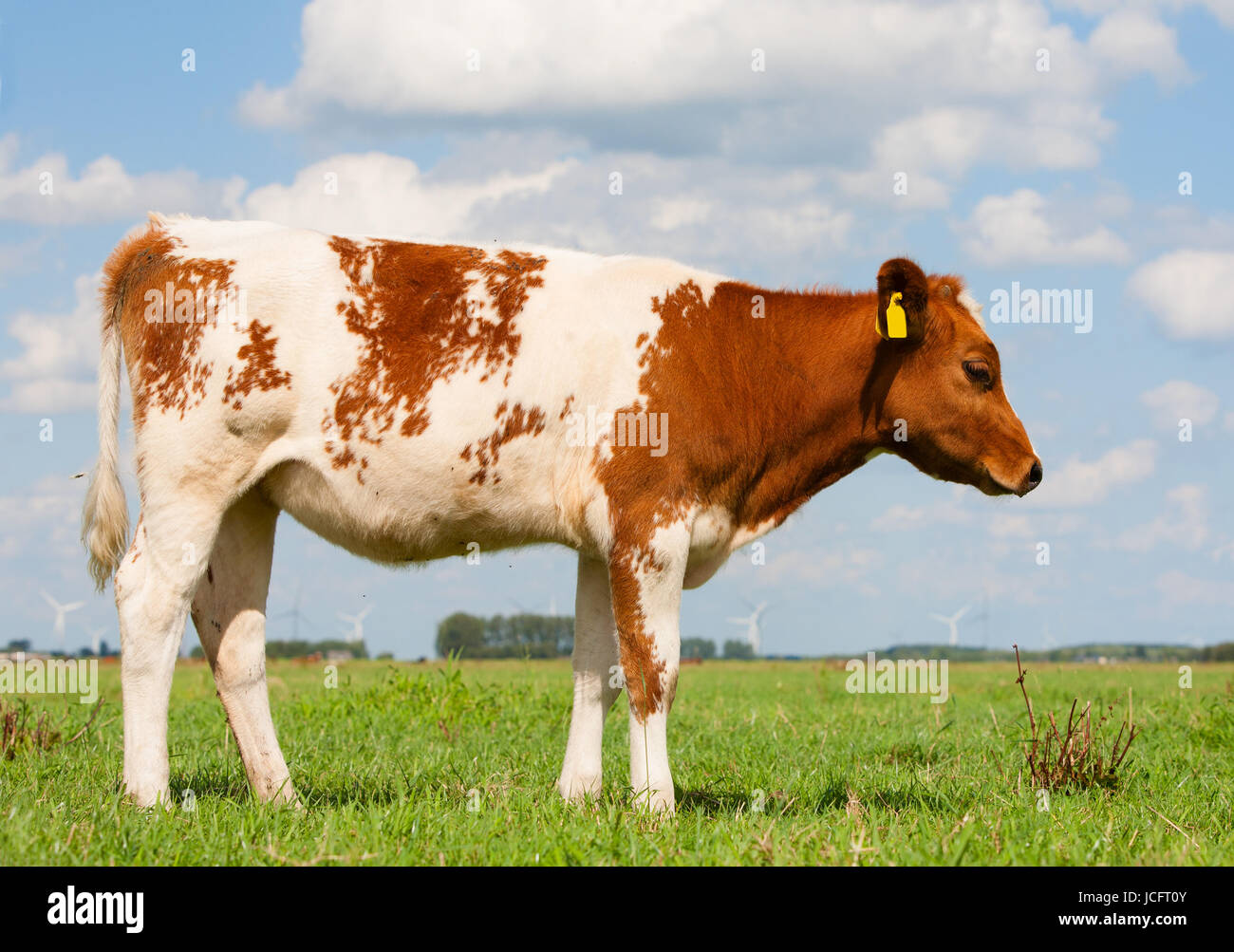Dutch calf in the meadow Stock Photo - Alamy