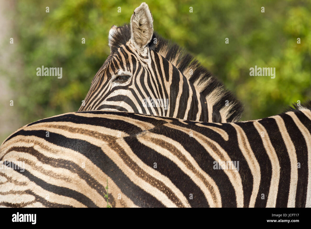 Equus zebra back hi-res stock photography and images - Alamy