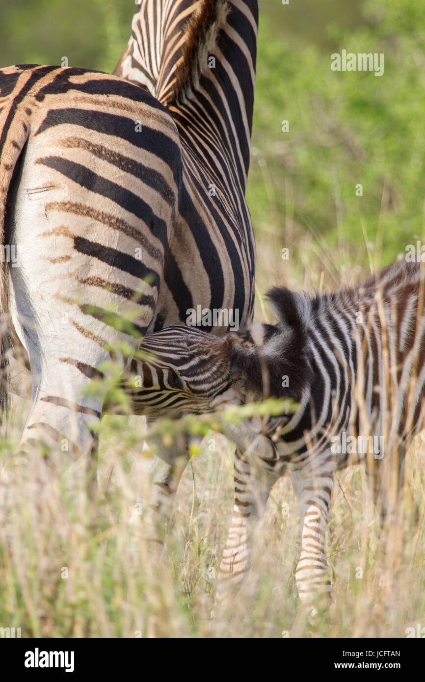 Plains zebra mother foal quagga hi-res stock photography and images - Alamy