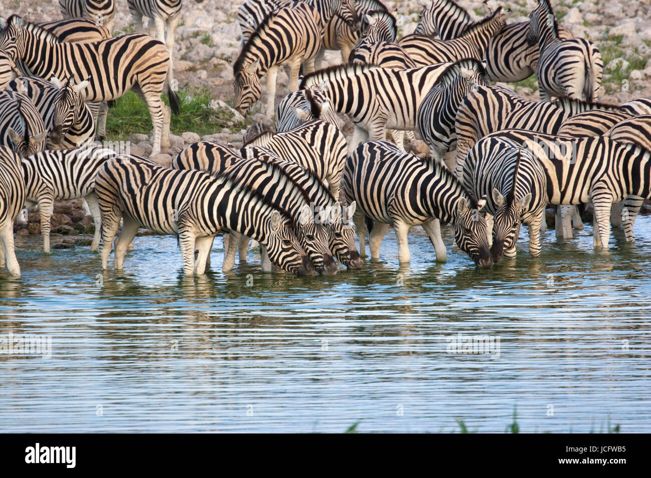 Plains Zebra (Equus quagga Stock Photo - Alamy