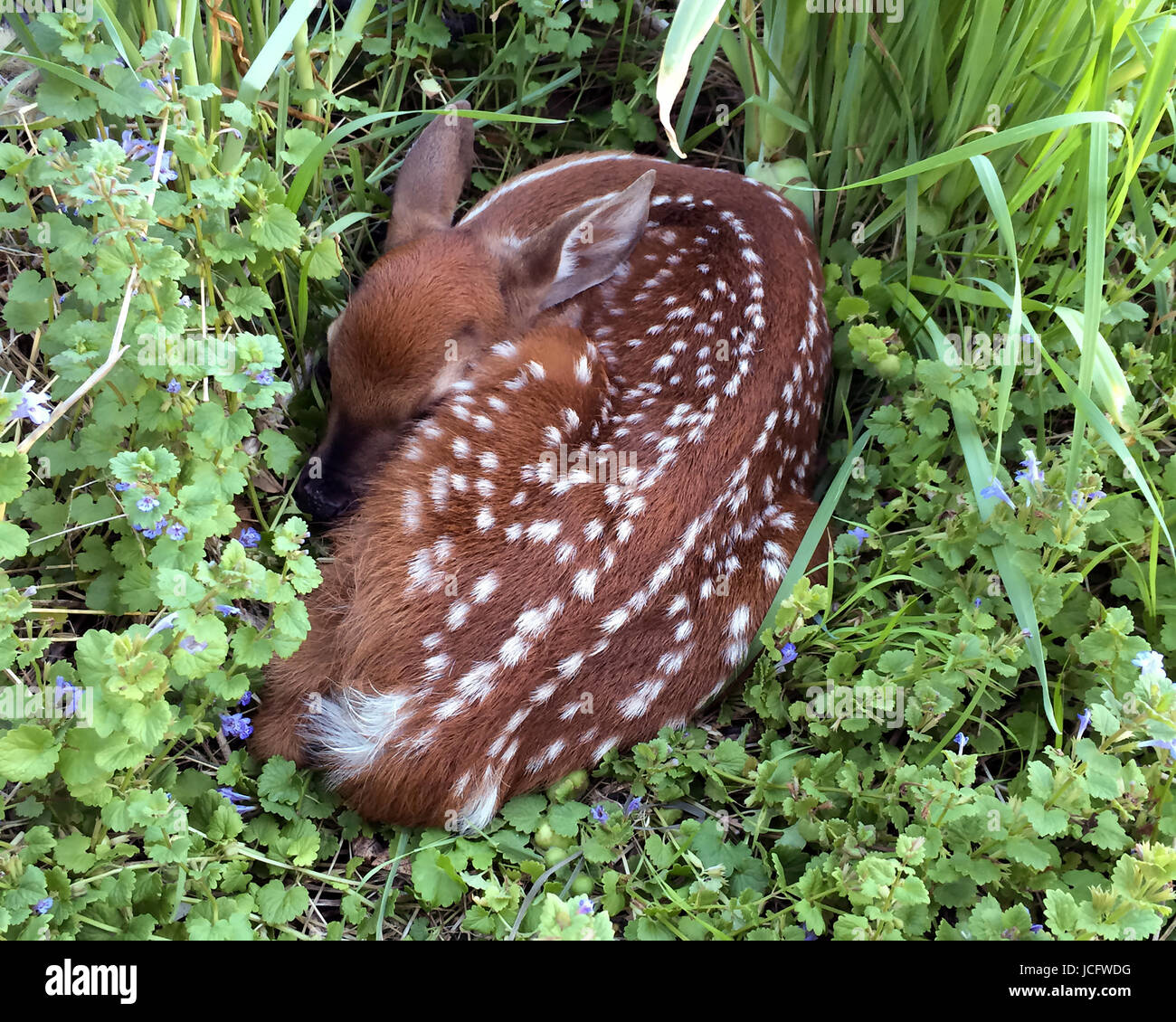 Baby sleeping with fawn hi-res stock photography and images - Alamy