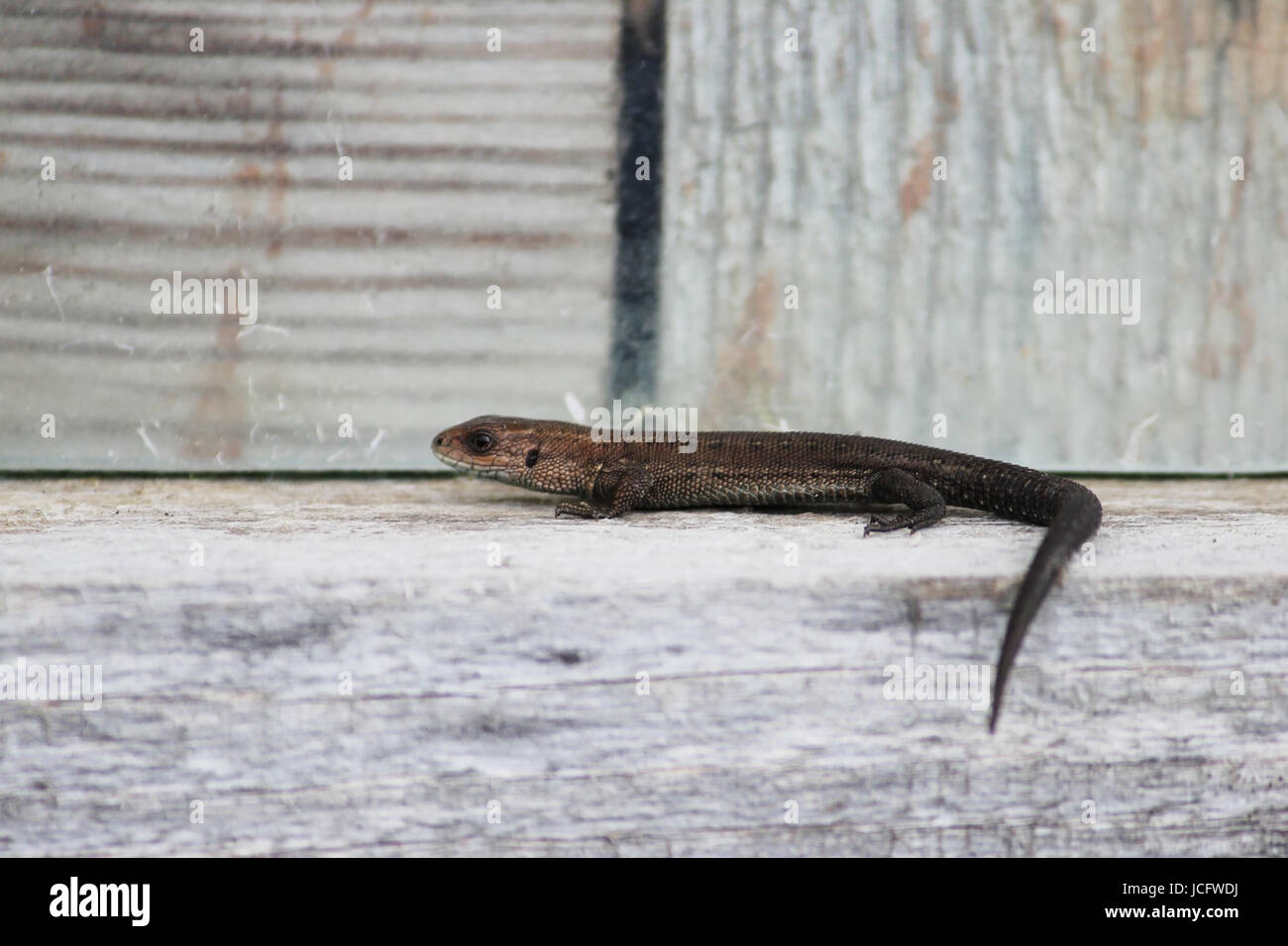 Lizard Lacerta agilis sits on the cornice of a wooden village house ...