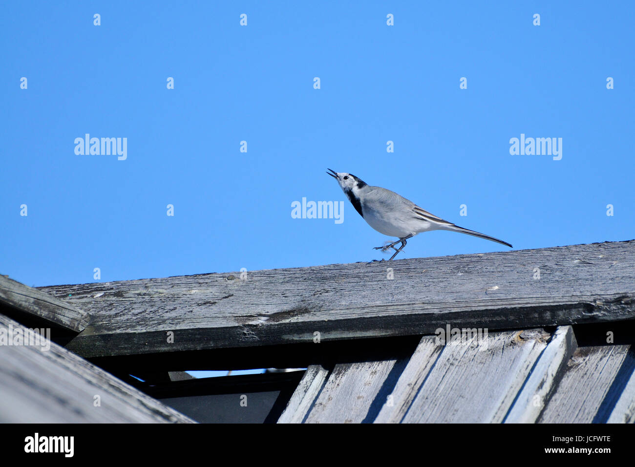 Running birds hi-res stock photography and images - Alamy
