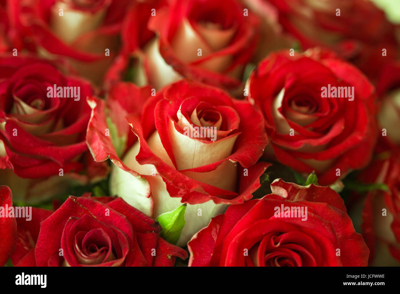 Bouquet of fresh red roses with white underside, flower bright ...