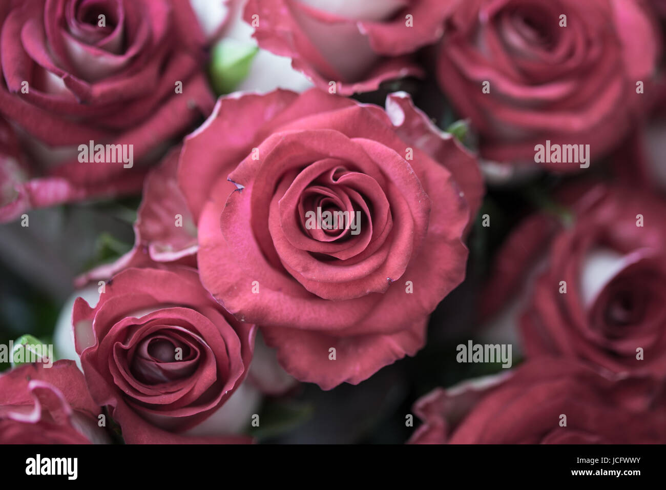 Bouquet of fresh red roses with white underside, flower bright ...