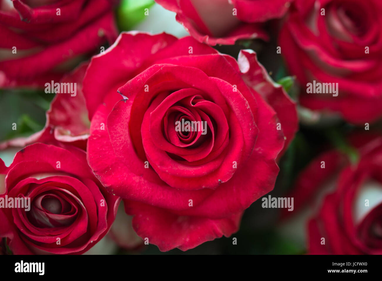 Bouquet of fresh red roses with white underside, flower bright ...