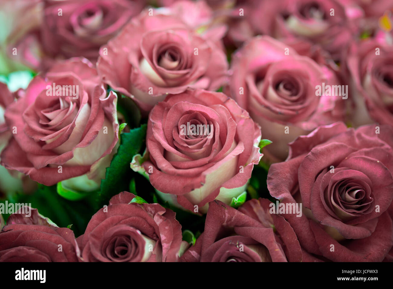 Bouquet of fresh red roses with white underside, flower bright ...