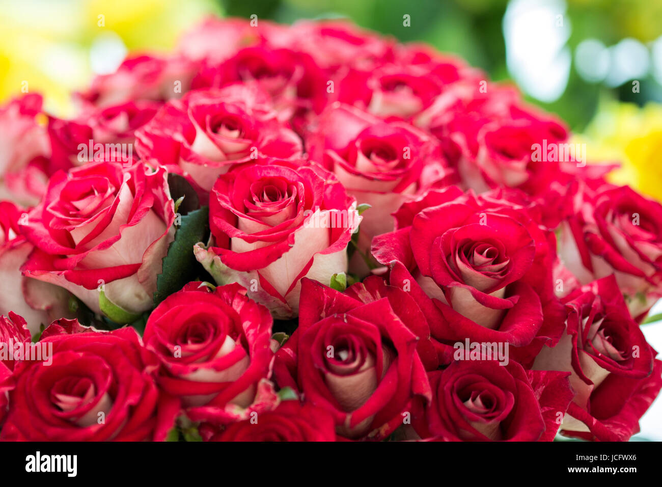 Bouquet of fresh red roses with white underside, flower bright ...