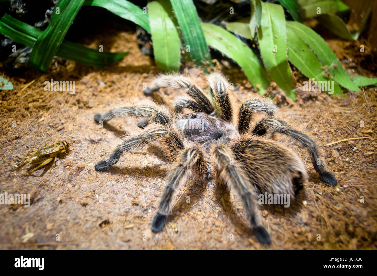 Tarantula, Large spider build webs to trap waiting to capture prey on ...