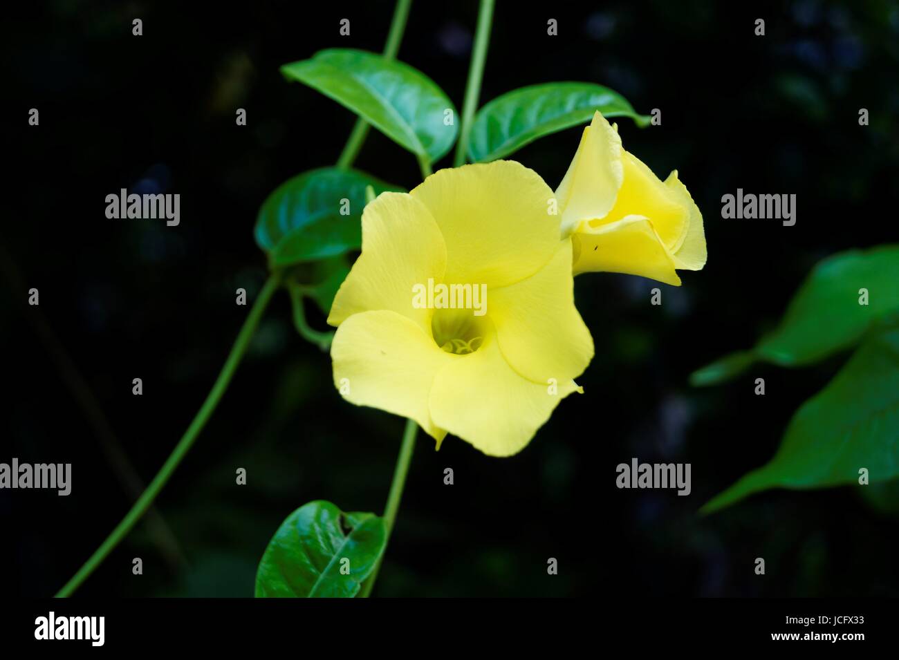 Yellow tube rose Stock Photo - Alamy