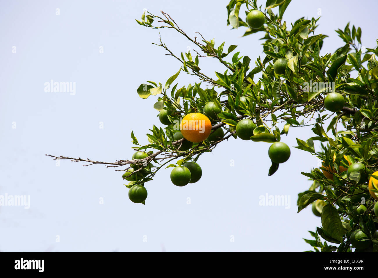 Orange tree with fruits ripen in the garden Stock Photo - Alamy