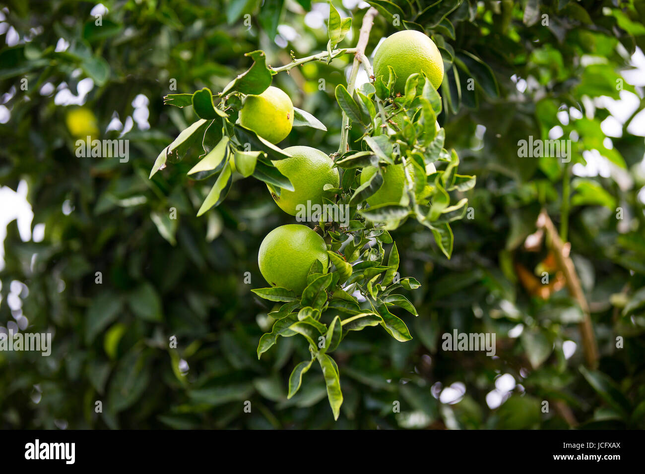 Orange tree with fruits ripen in the garden Stock Photo - Alamy