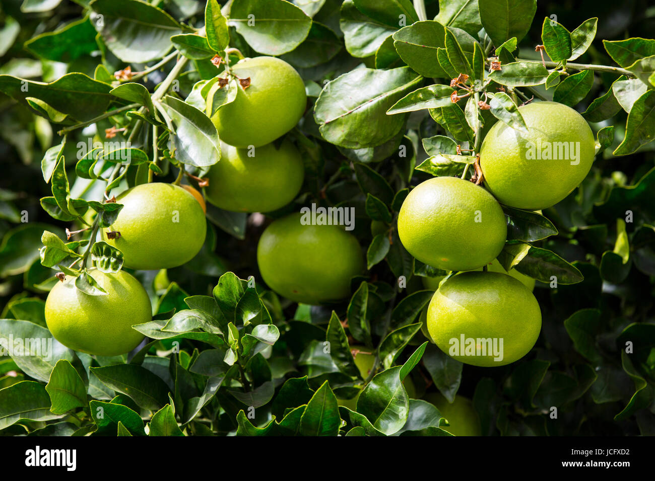 Orange tree with fruits ripen in the garden Stock Photo - Alamy