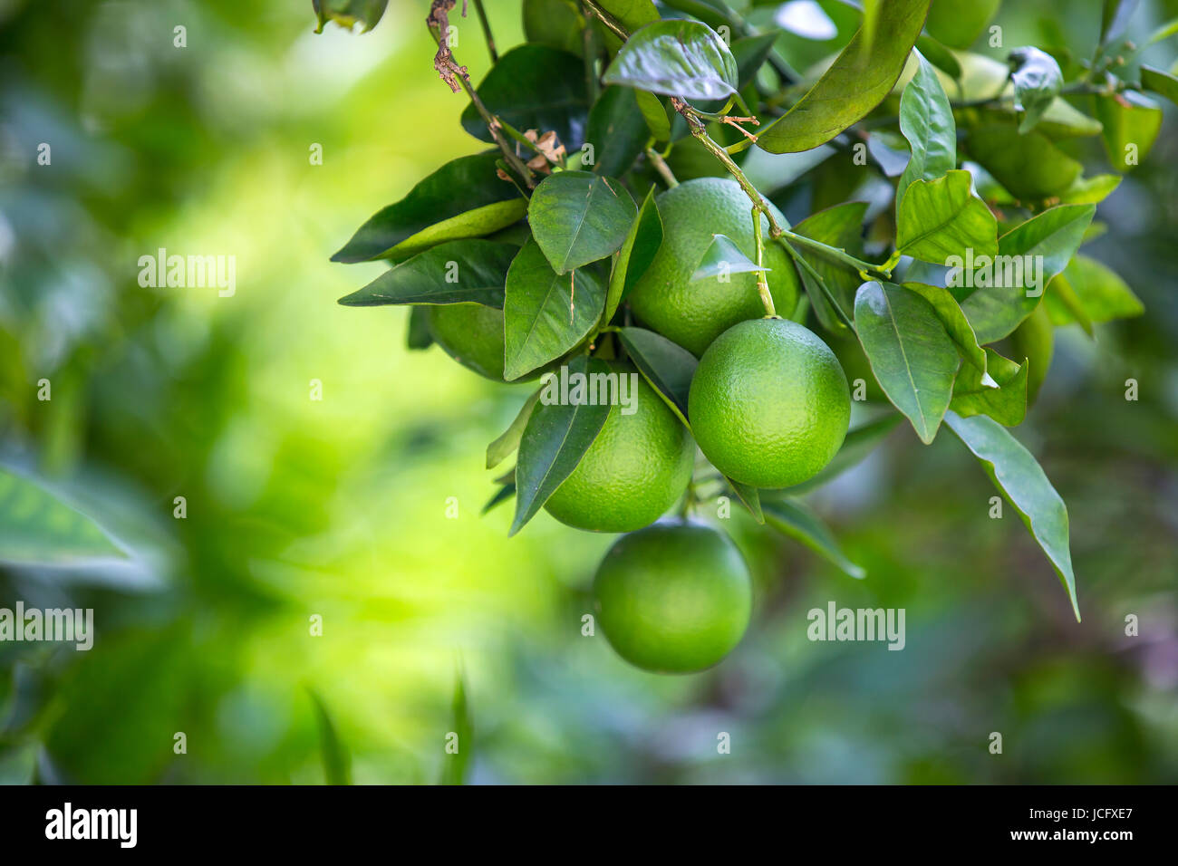 Orange tree with fruits ripen in the garden Stock Photo - Alamy