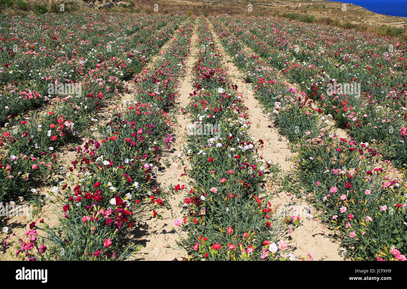 Ta gurdan lighthouse gozo malta hi-res stock photography and images - Alamy