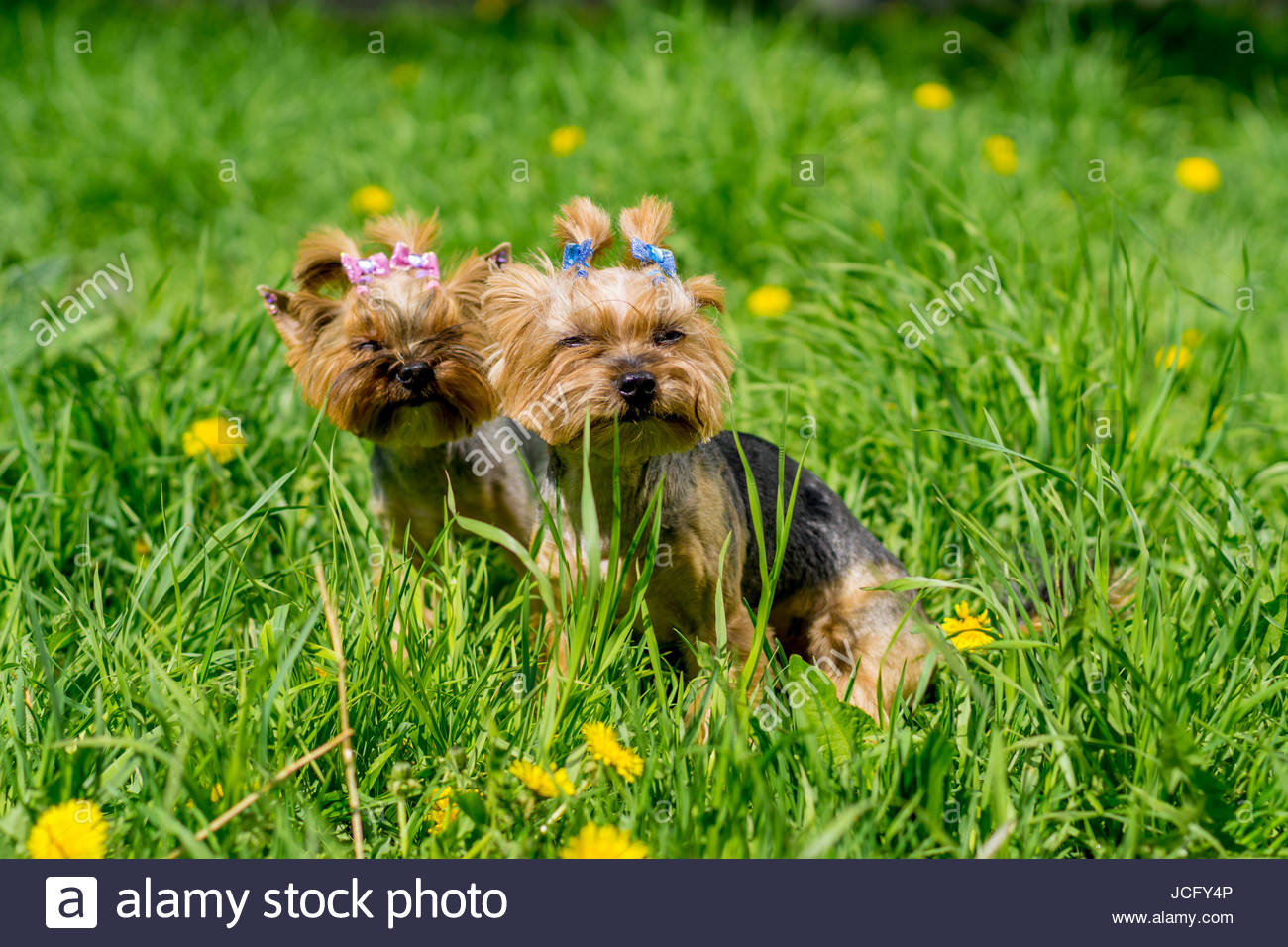 Yorkshire Terriers Stock Photos & Yorkshire Terriers Stock Images - Alamy