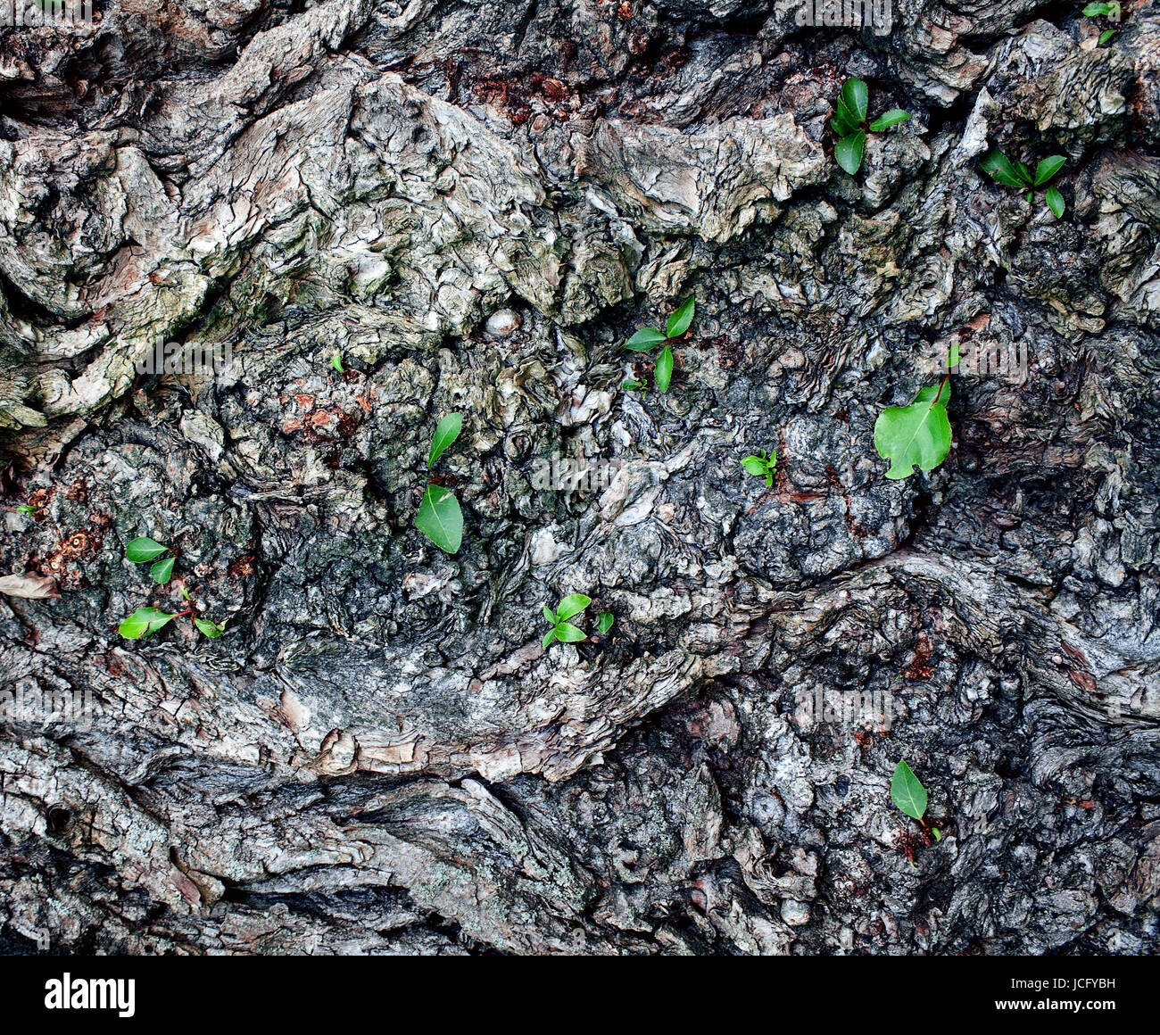 On oak sprout hi-res stock photography and images - Alamy