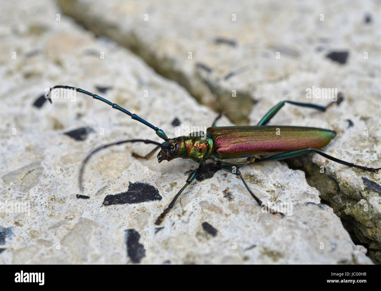Moschusbock aromia moschata hi-res stock photography and images - Alamy