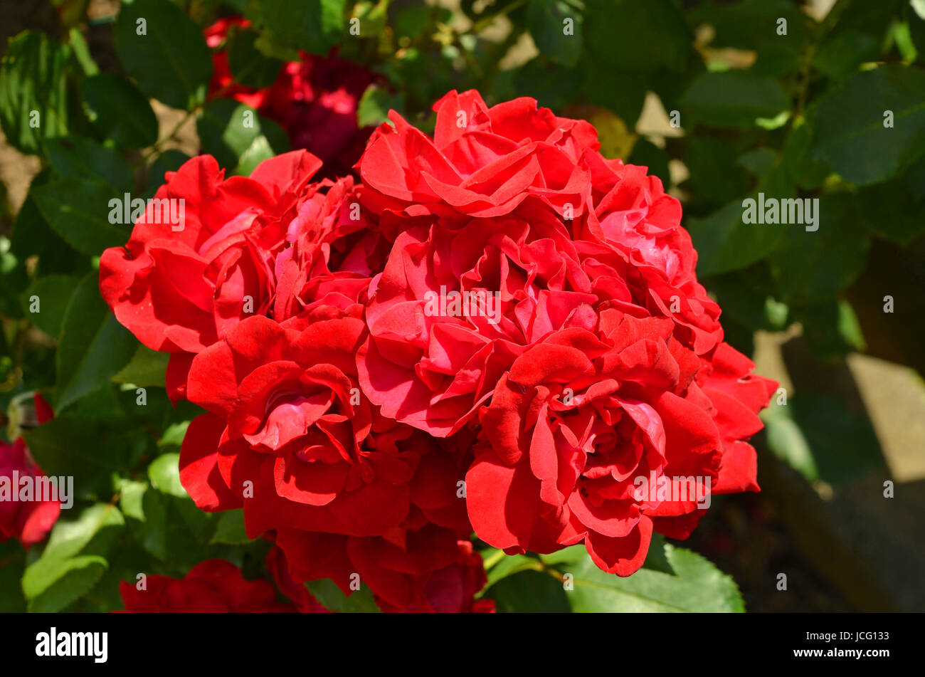 Manure pick hi-res stock photography and images - Alamy