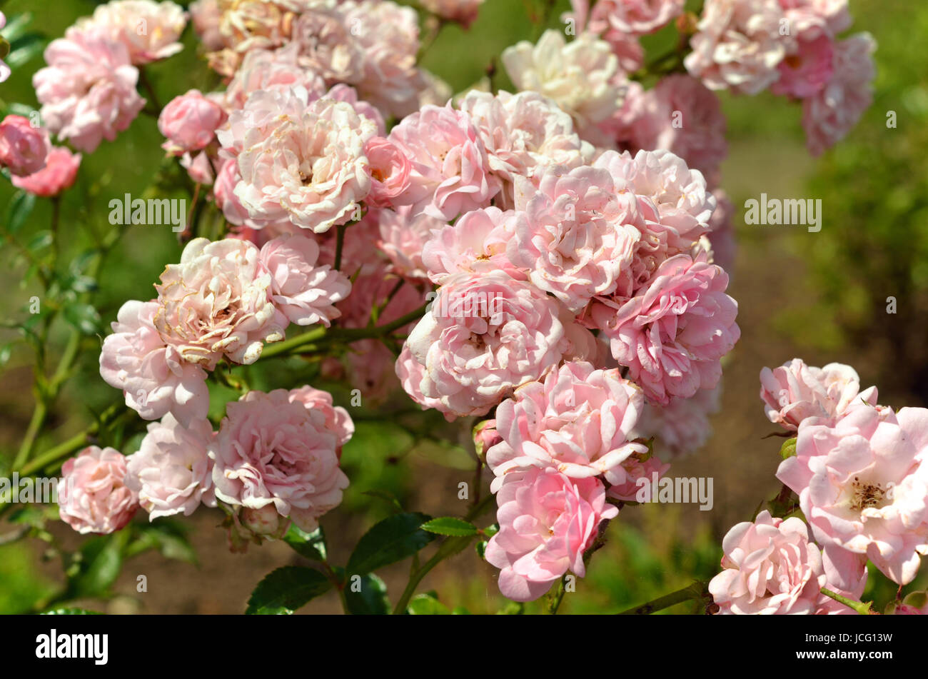 the fairy - ground cover rose Stock Photo - Alamy