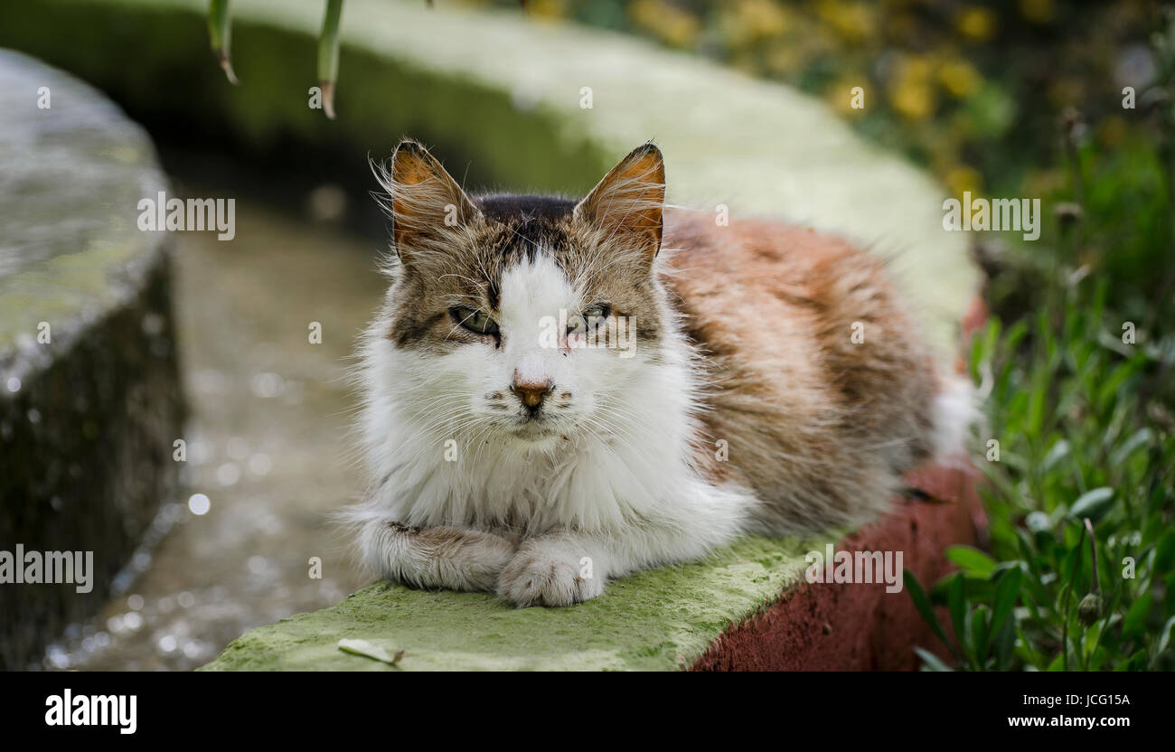 Stray cat sitting on a street in Nicosia, Cyprus Stock Photo - Alamy