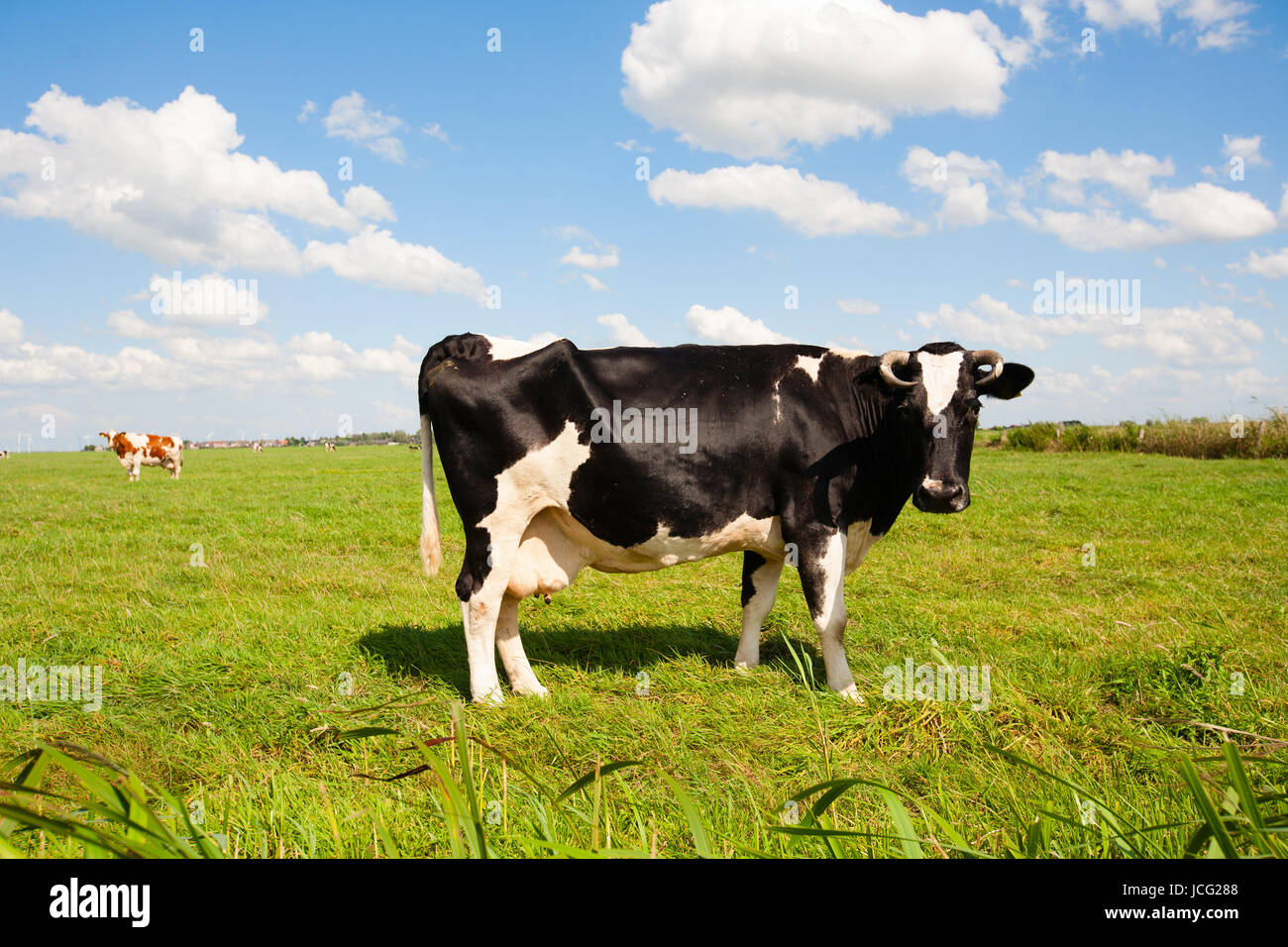 Dutch cow in the meadow Stock Photo - Alamy