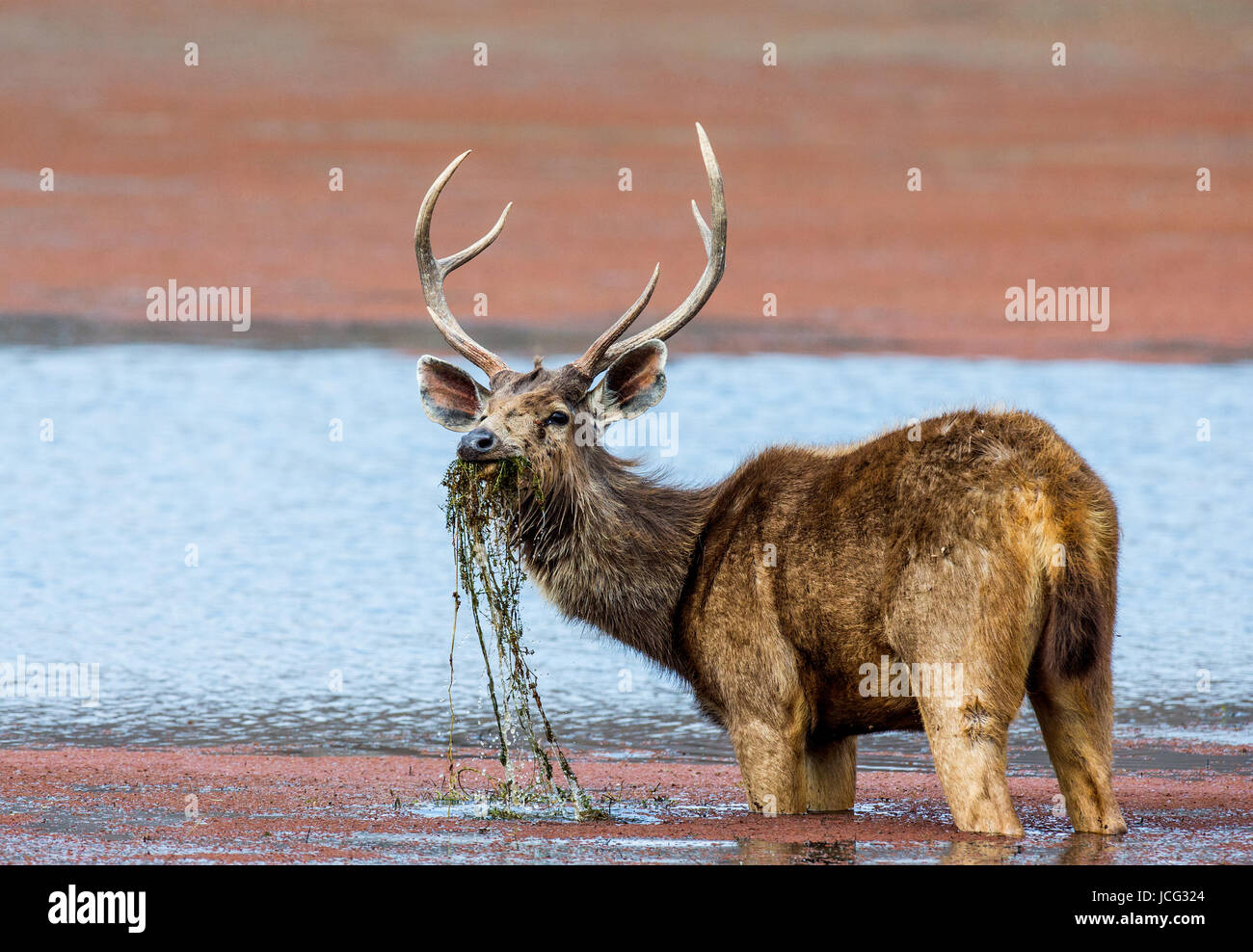 Deer with beautiful horns is standing in the water in the wild. India ...
