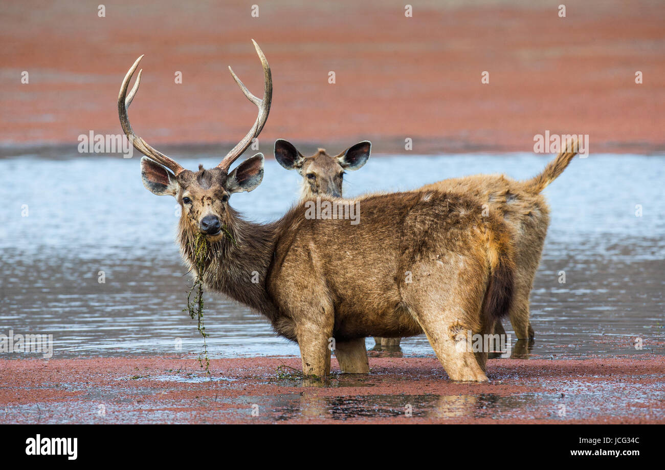 Male and female deer photo hi-res stock photography and images - Alamy
