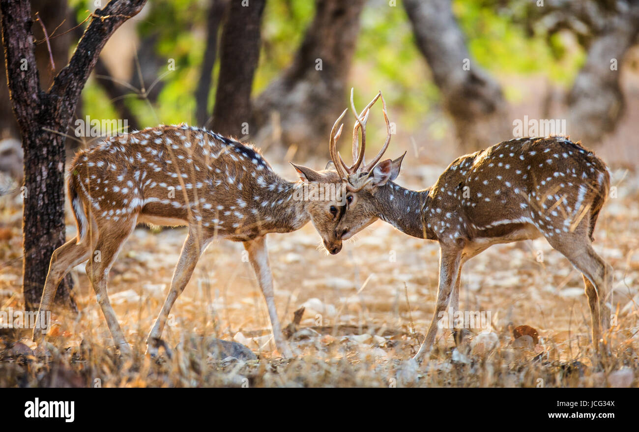 Two deer are fighting each other in the mating season in the wild ...