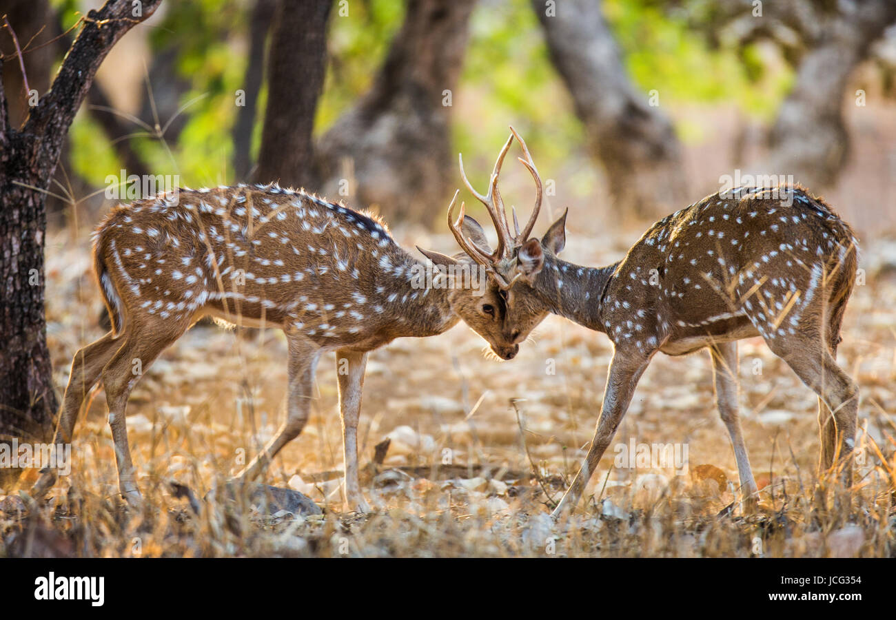 Two deer are fighting each other in the mating season in the wild ...