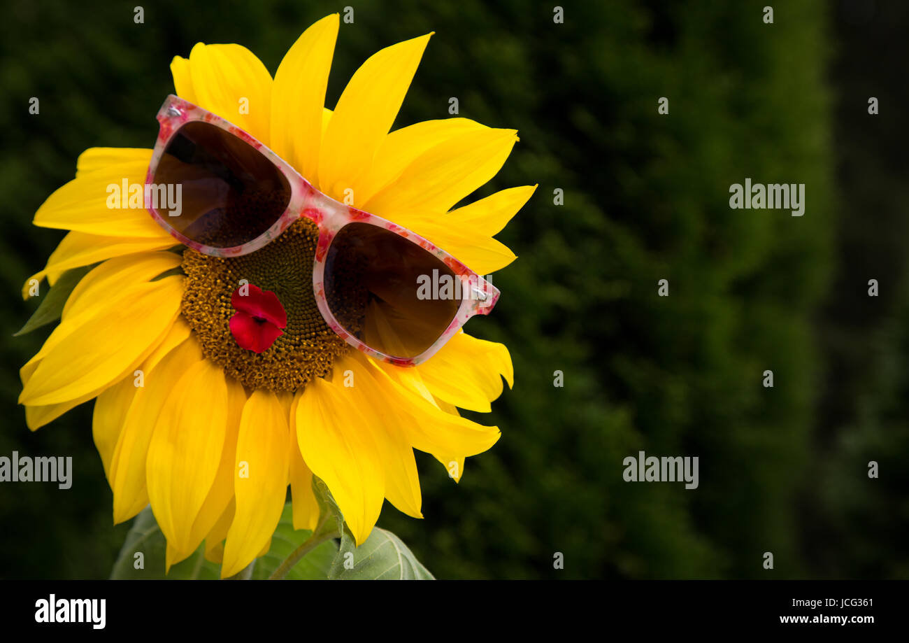 little miss sunny funny Stock Photo - Alamy