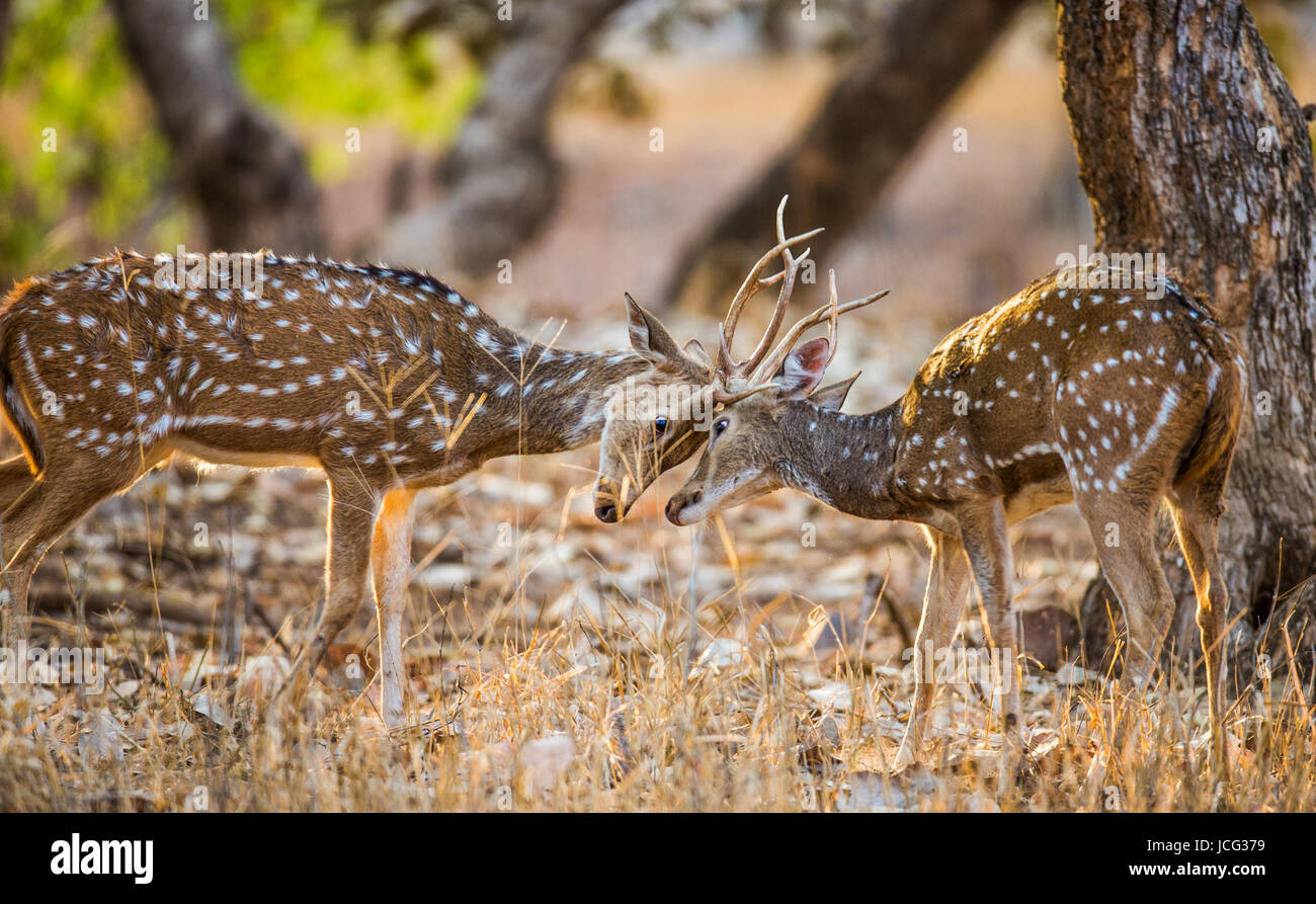 Two deer are fighting each other in the mating season in the wild ...