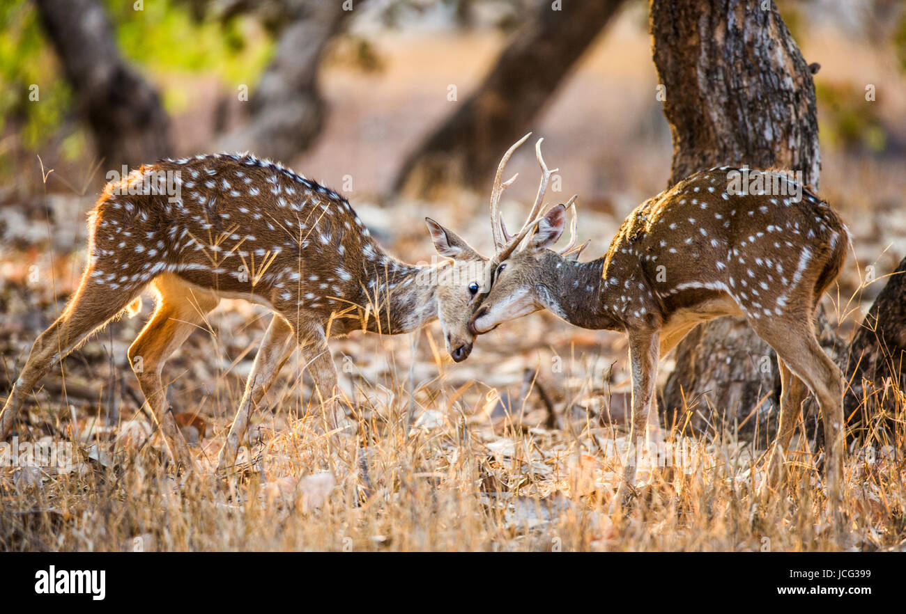 Two deer are fighting each other in the mating season in the wild ...