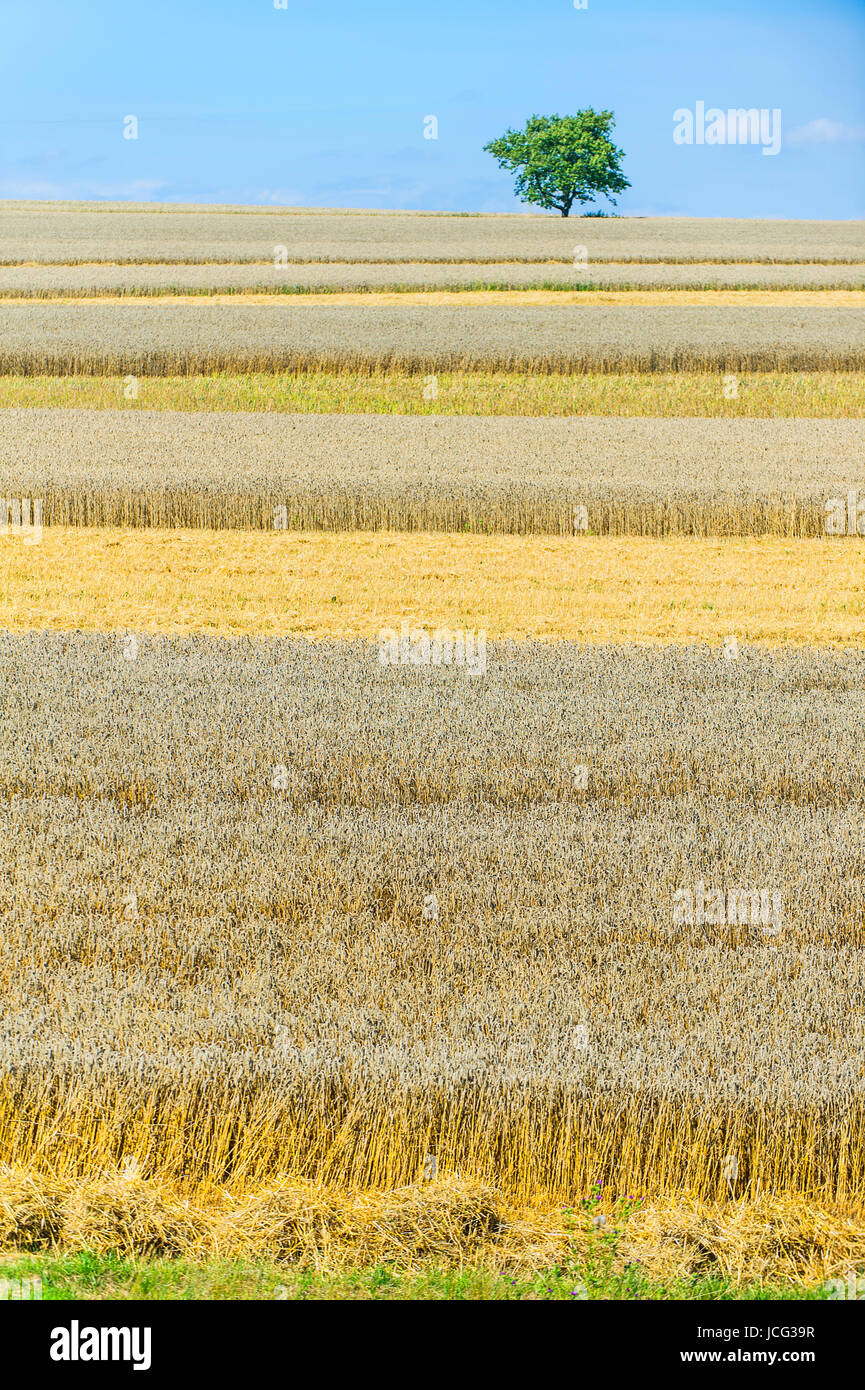 Weizen gold hi-res stock photography and images - Alamy