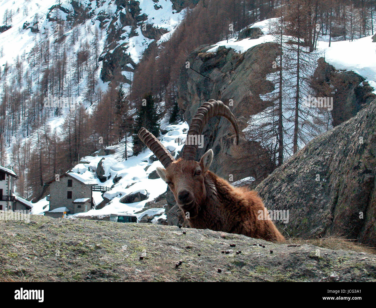 Steinbock symbol hi-res stock photography and images - Alamy