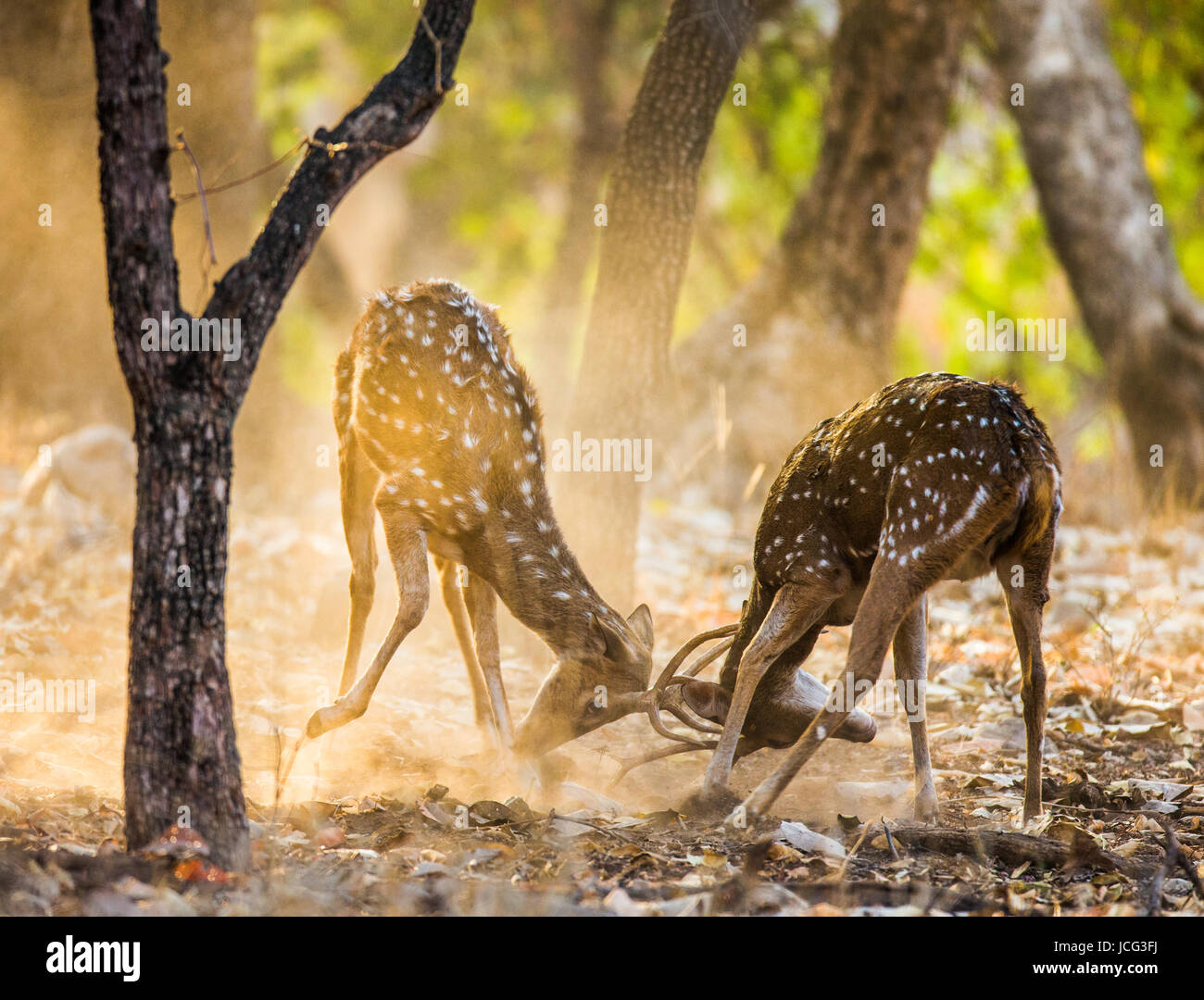 Two deer are fighting each other in the mating season in the wild ...