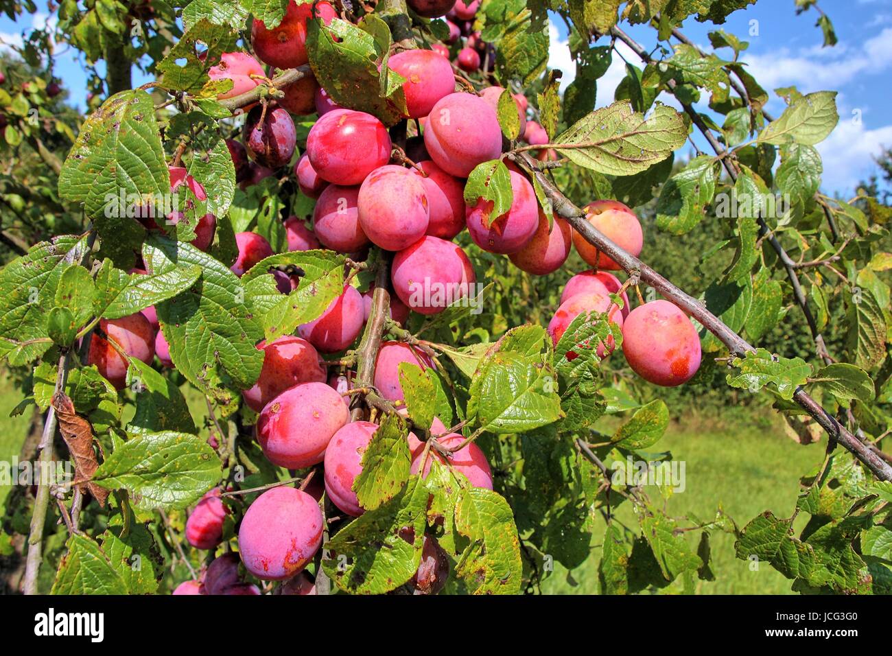 Plum kernels hi-res stock photography and images - Alamy