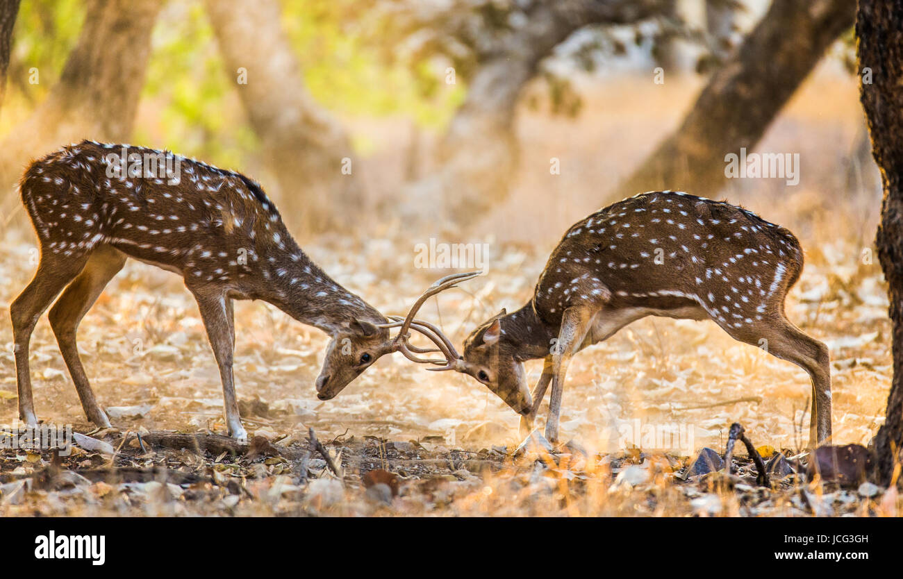 Two deer are fighting each other in the mating season in the wild ...